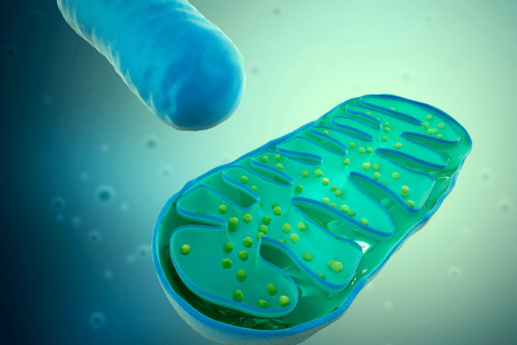 Mitochondrial Transplantation: A Potential New MS Treatment? - Live ...