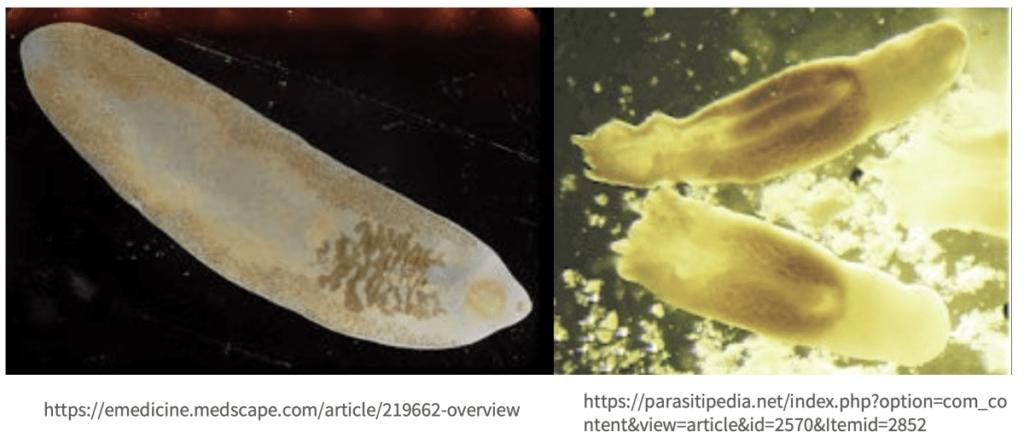 Intestinal Flukes - Live Disease Free