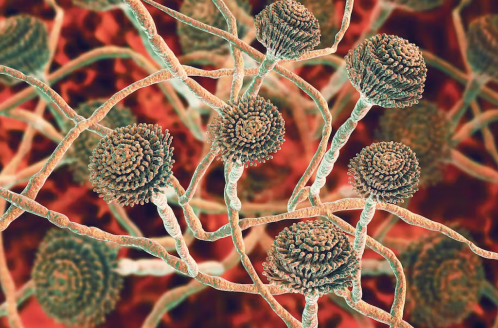 The Role of Fungus in Neurological Disease - Live Disease Free